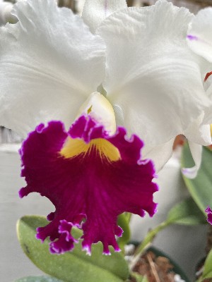 Cattleya 8